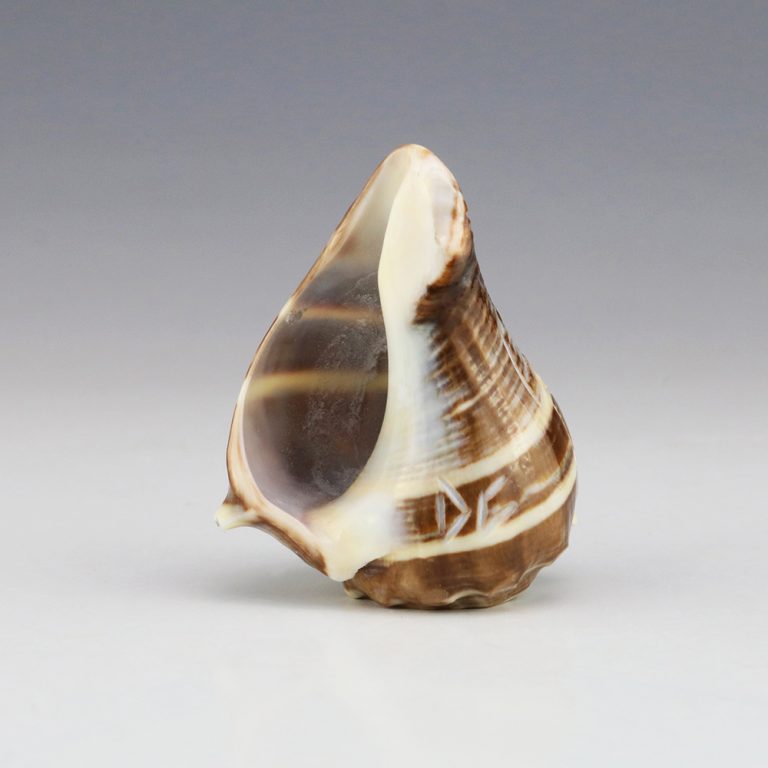 NATIVE AMERICAN ZUNI SHELL CORN MAIDEN FETISH BY DANIEL CHATTIN | The ...